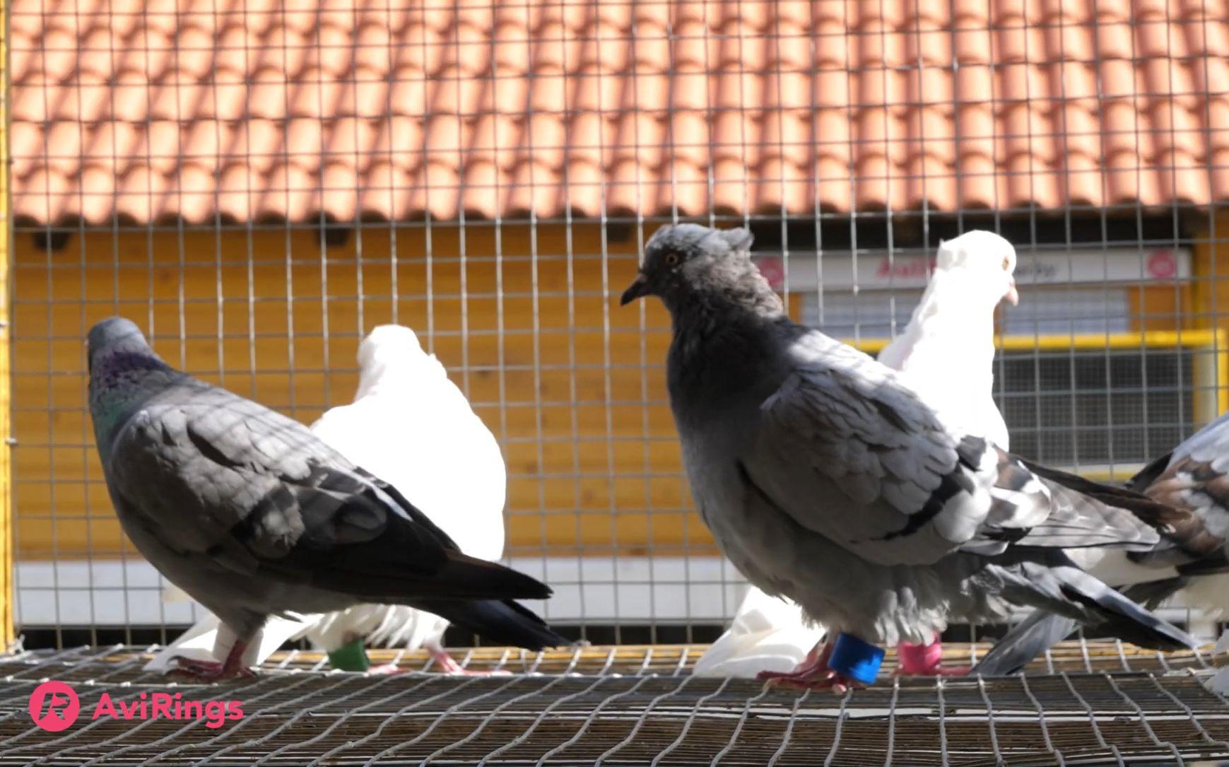 AviRings Highflyer Pigeon Ring I AviRings.com