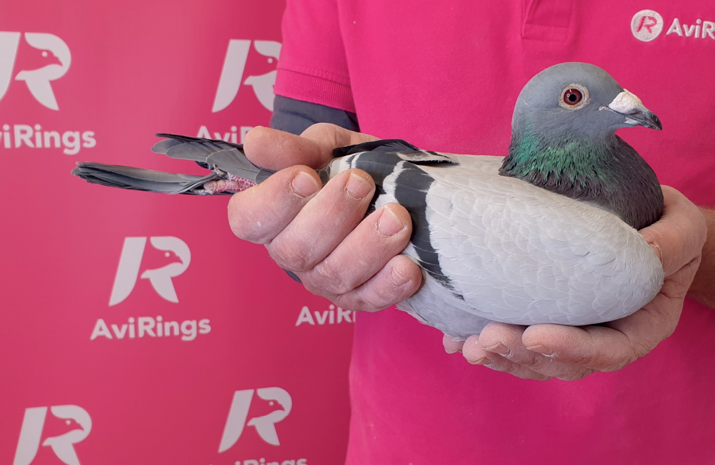 AviRings - modern approach to the pigeon racing sport