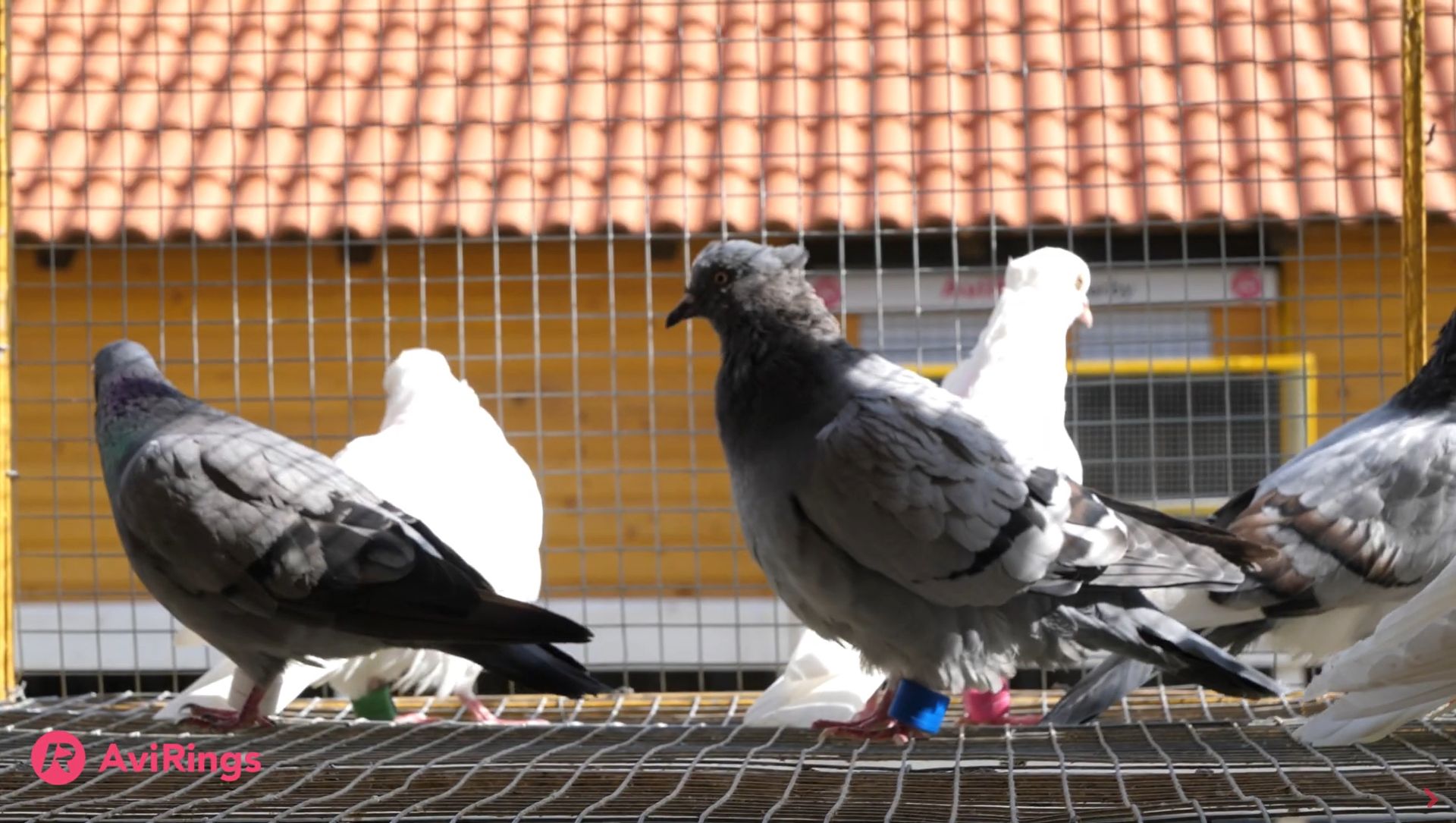 AviRings Highflyer Pigeon Ring I AviRings.com