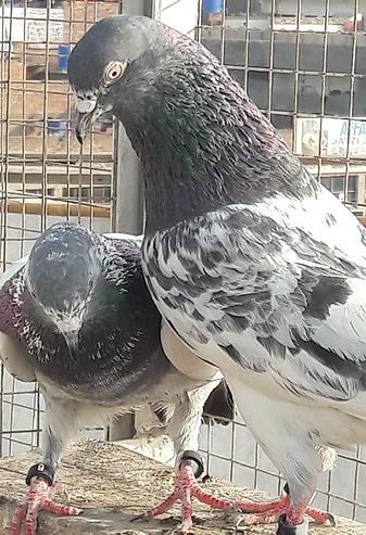 Pakistani Highflyer I AviRings.com